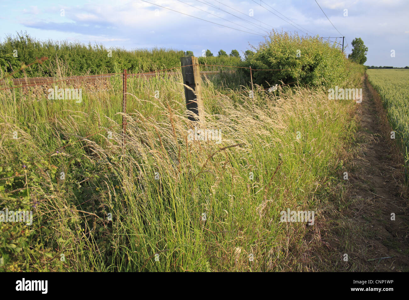 Tall grass growing in wasteground habitat between edge of railway track ...