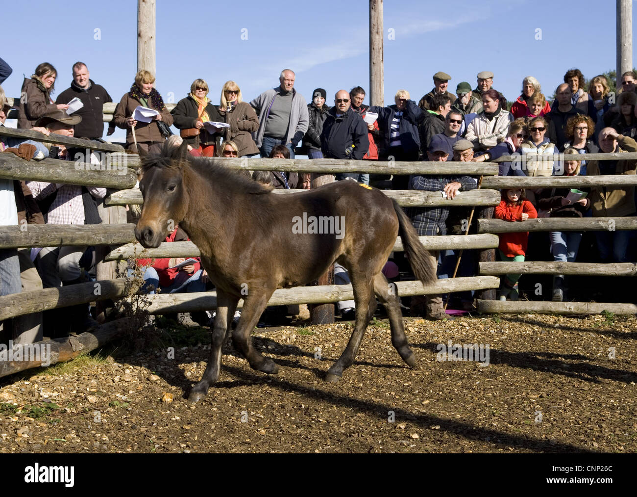 Auction ring hi-res stock photography and images - Alamy