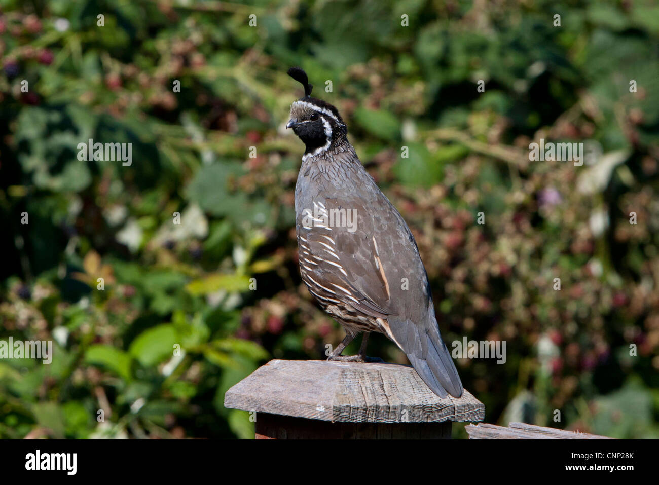 A male California Quail (Callipepla californica) perched on a gate post ...