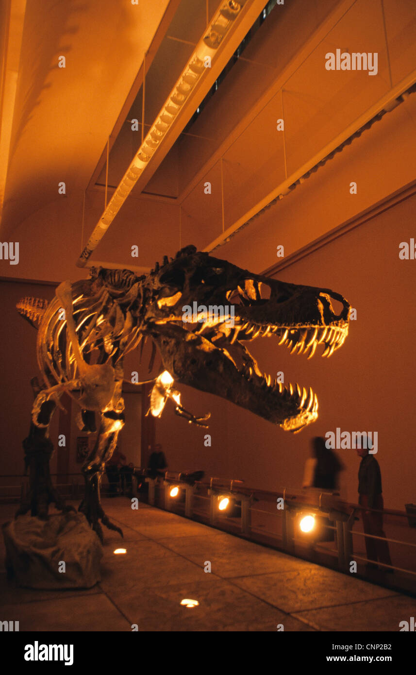 Tyrannosaurus rex skeleton hi-res stock photography and images - Alamy