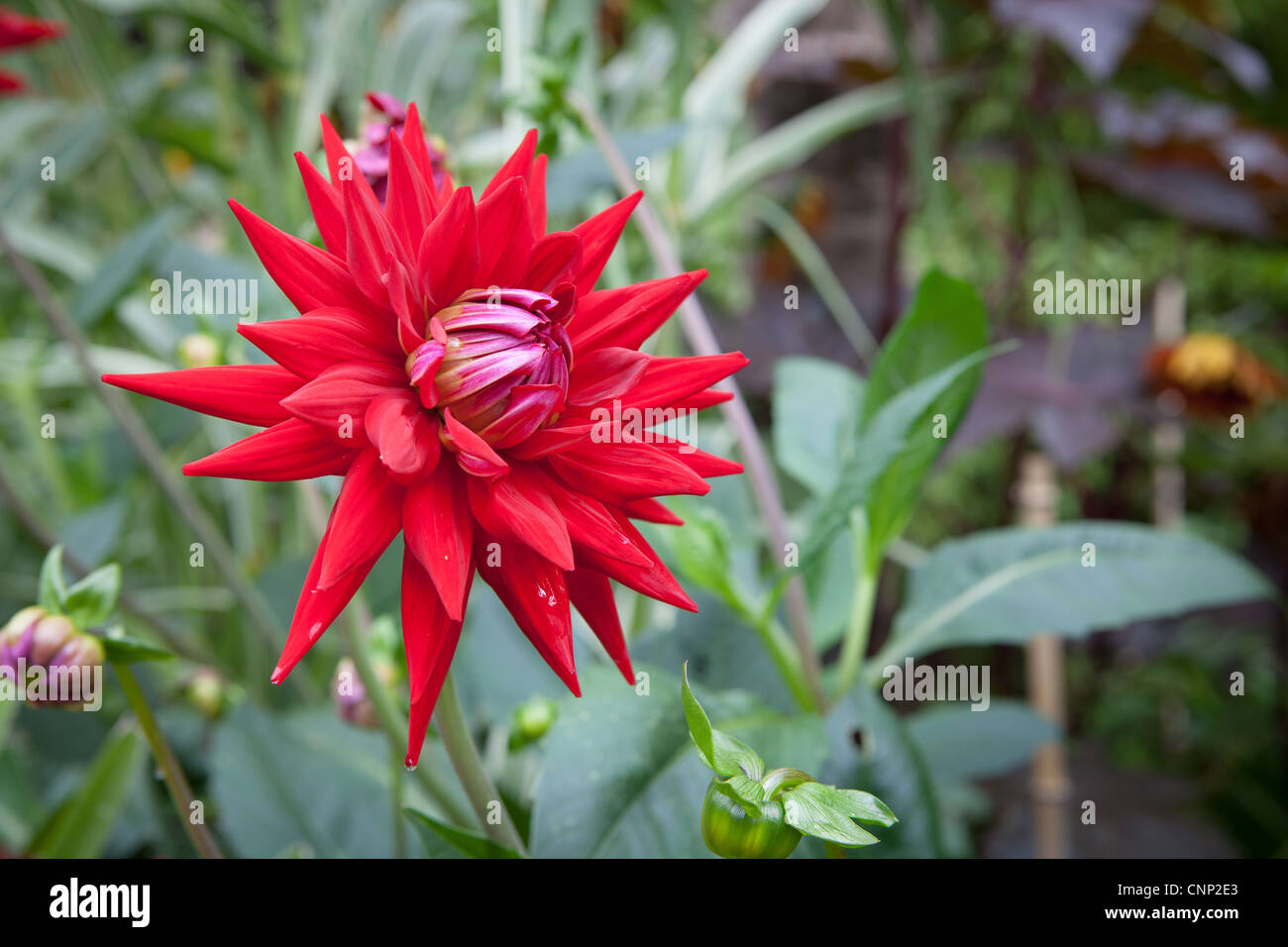 Dahlia Wittemann's Best Stock Photo - Alamy