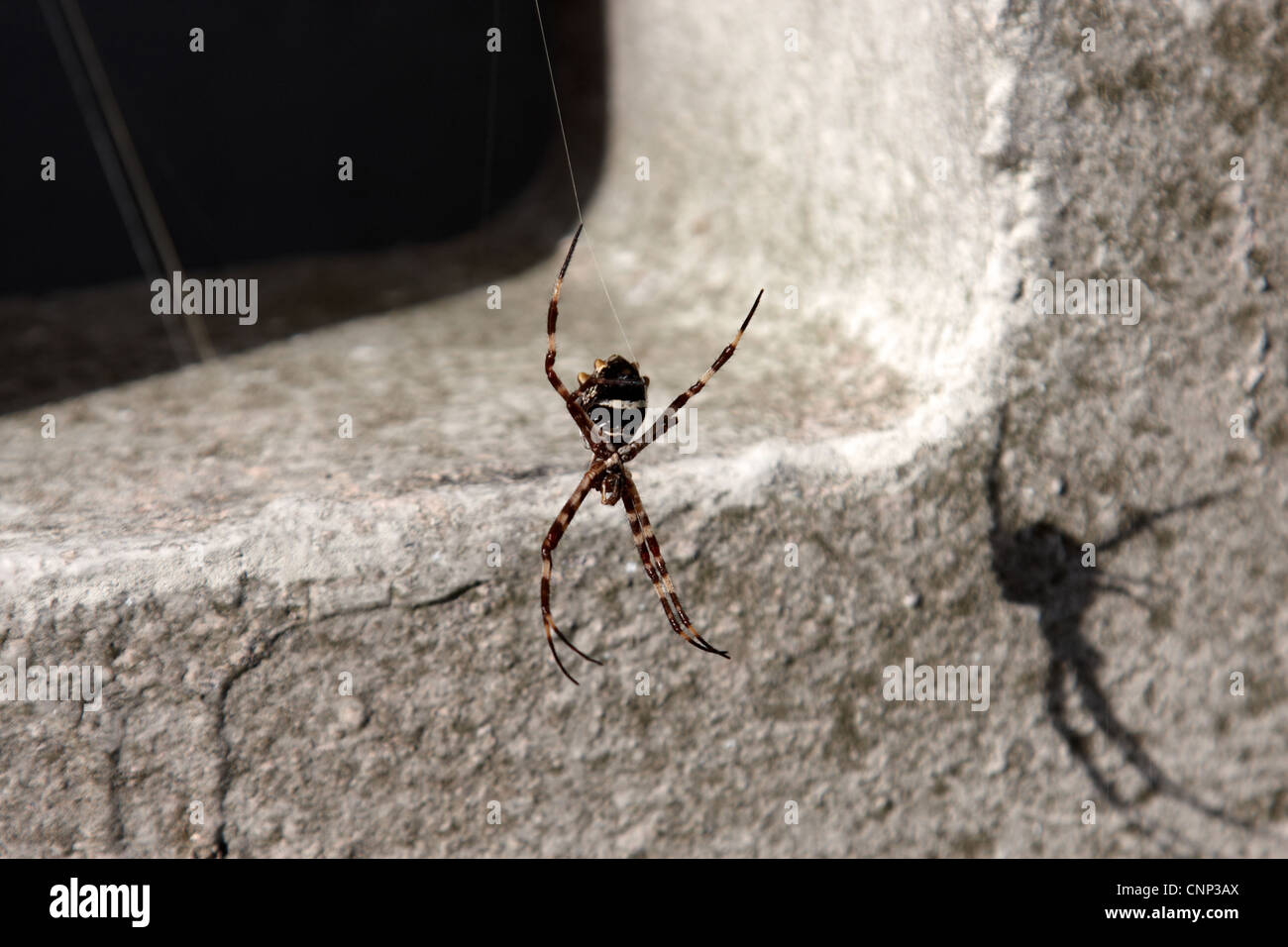 A spider hanging on a silk line Stock Photo - Alamy