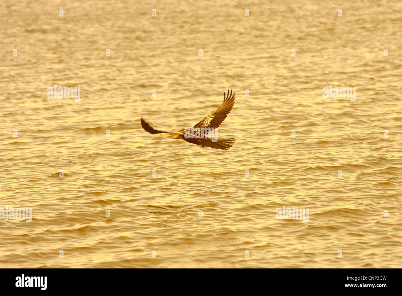 Pelican flying over ocean at dusk hi-res stock photography and images ...