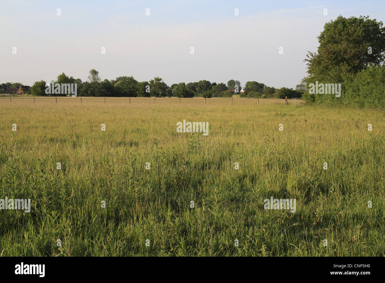 Horse paddock with long grass and hedgerow, Bacton, Suffolk, England ...