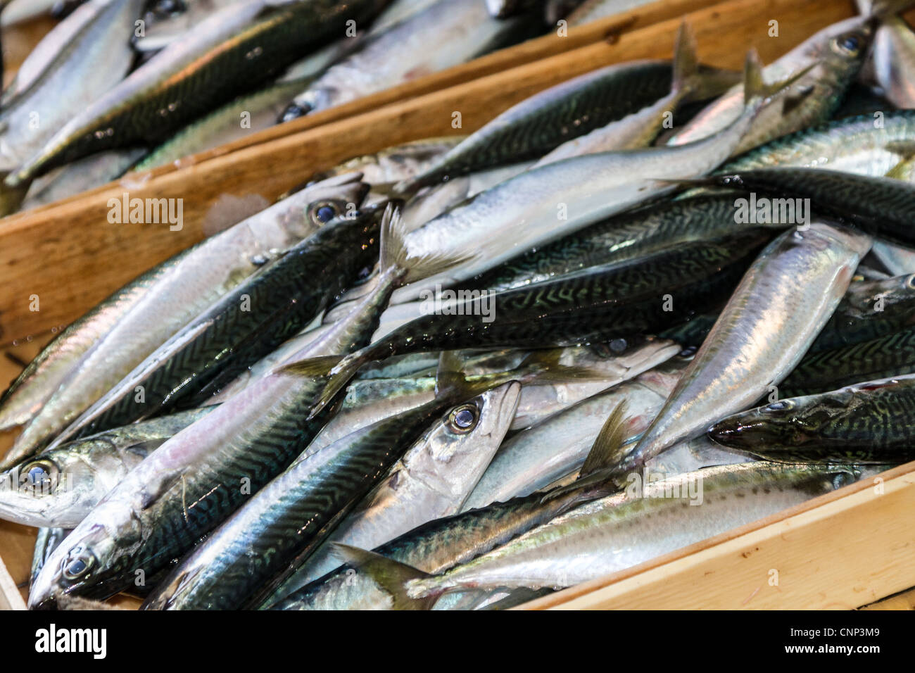 fish fresh gilt-head isolated Stock Photo - Alamy