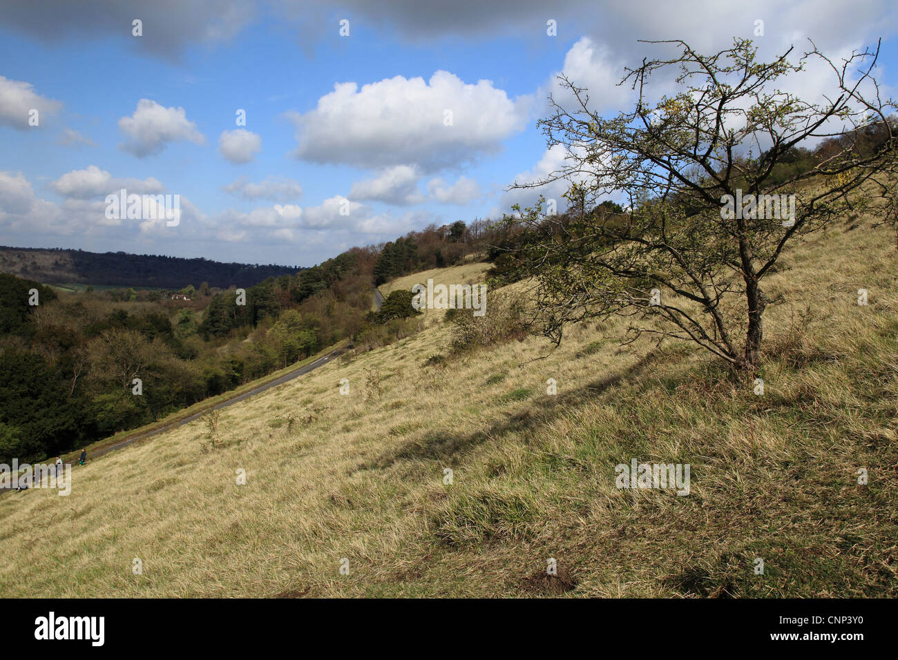 Box Hill, Surrey Hills, Surrey, England Stock Photo - Alamy