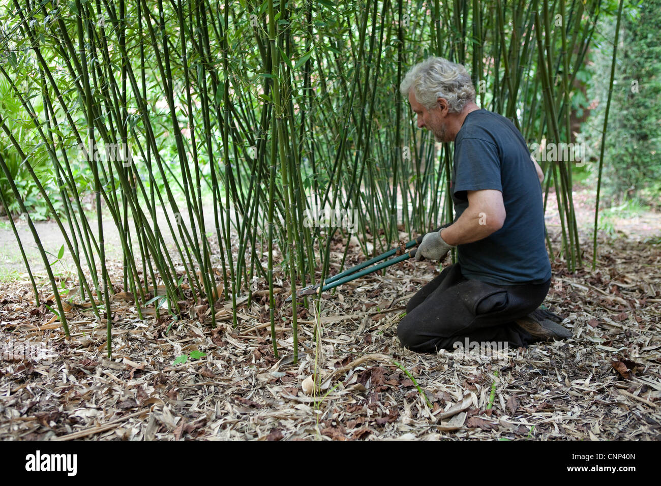 Cutting bamboo hi-res stock photography and images - Alamy