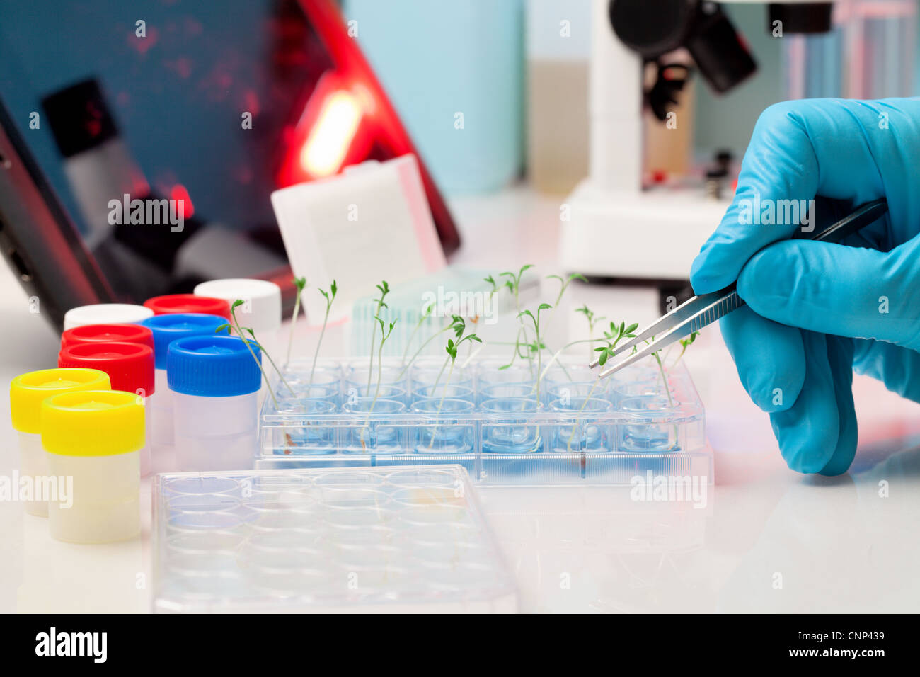 Plant selection in biological laboratory Stock Photo - Alamy