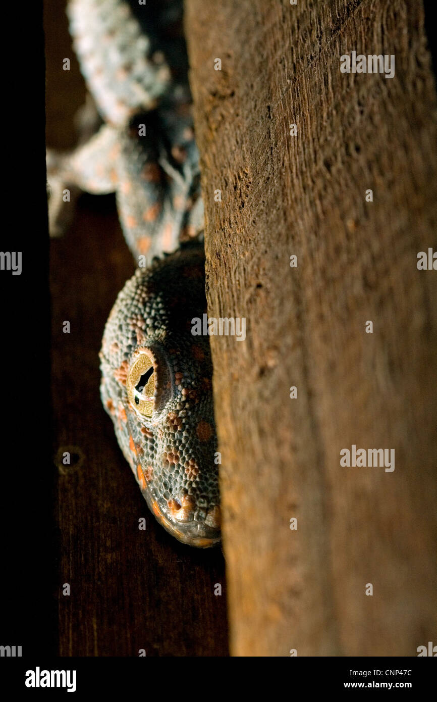 Gecko lizard looking at the camera Stock Photo - Alamy