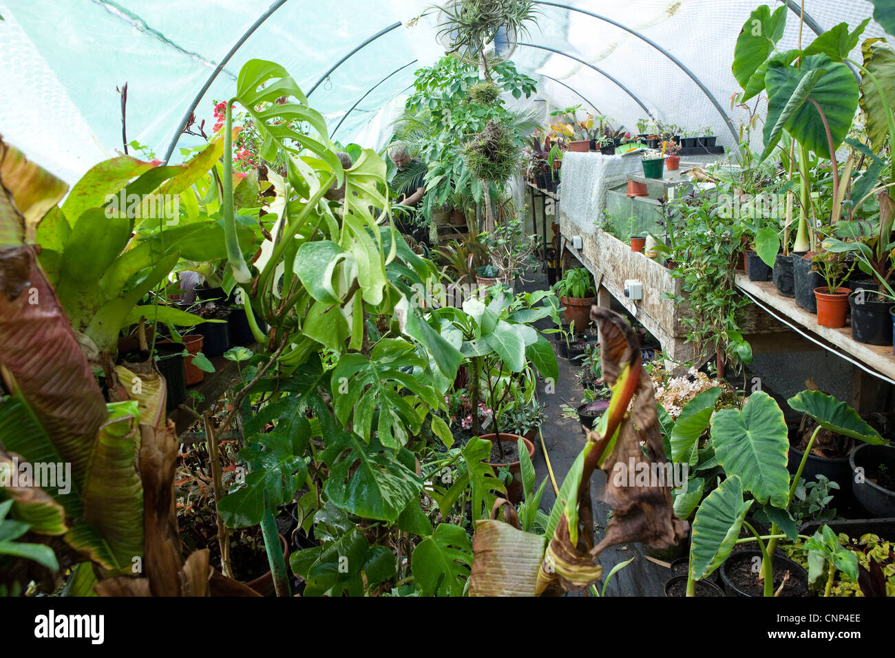 Tender shrubs hi-res stock photography and images - Alamy