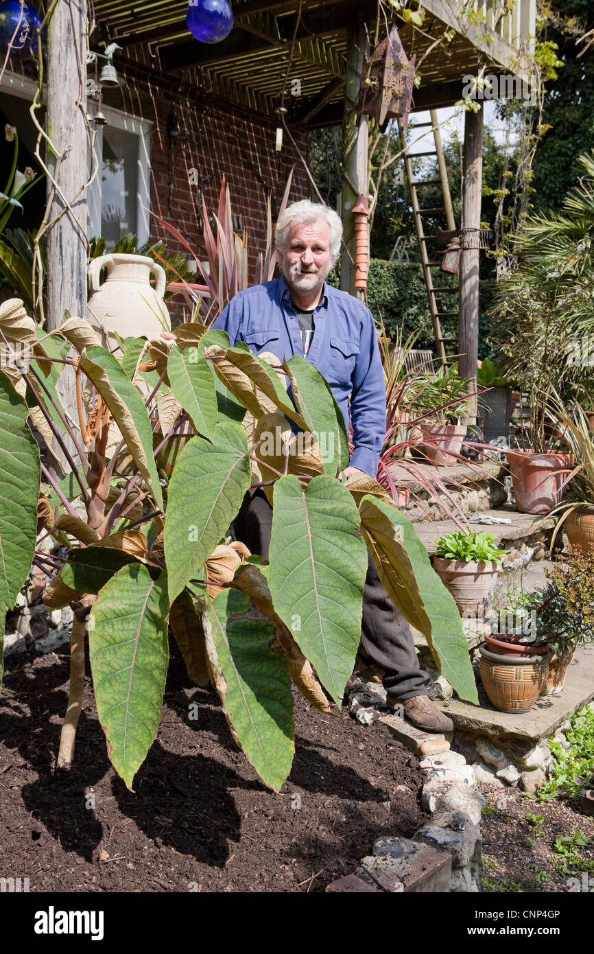 Schefflera macrophylla hi-res stock photography and images - Alamy