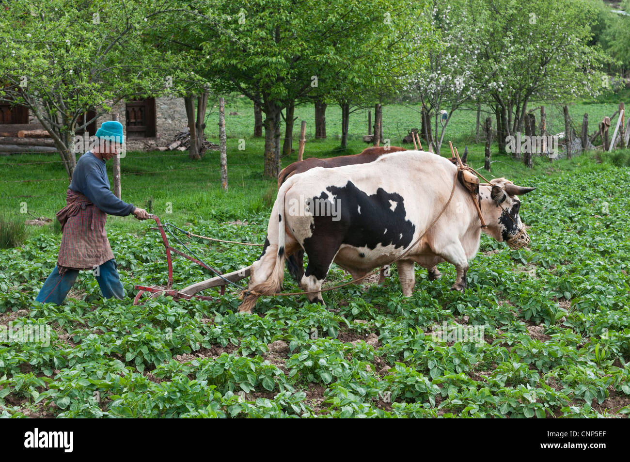 Plowing with yoke of oxen hi-res stock photography and images - Alamy