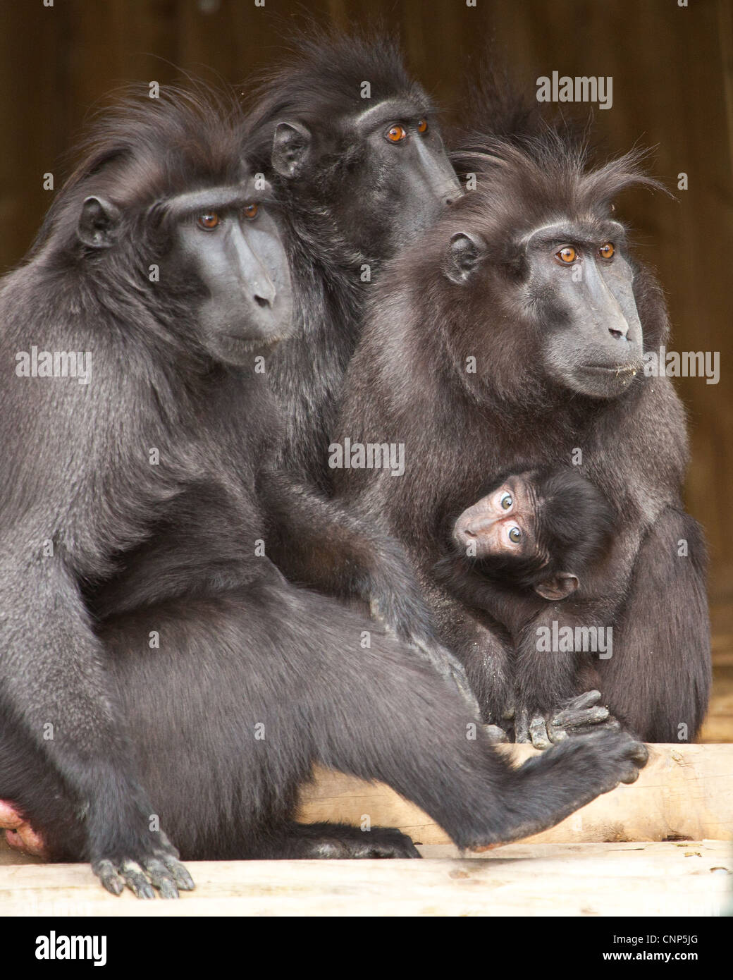Macaque group portrait hi-res stock photography and images - Alamy