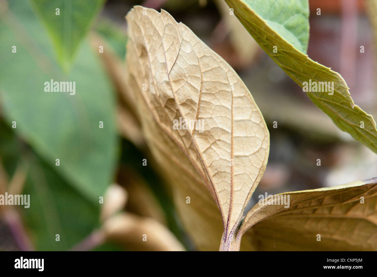 Schefflera macrophylla Plant detail - Botanical Photographs Stock Photo ...