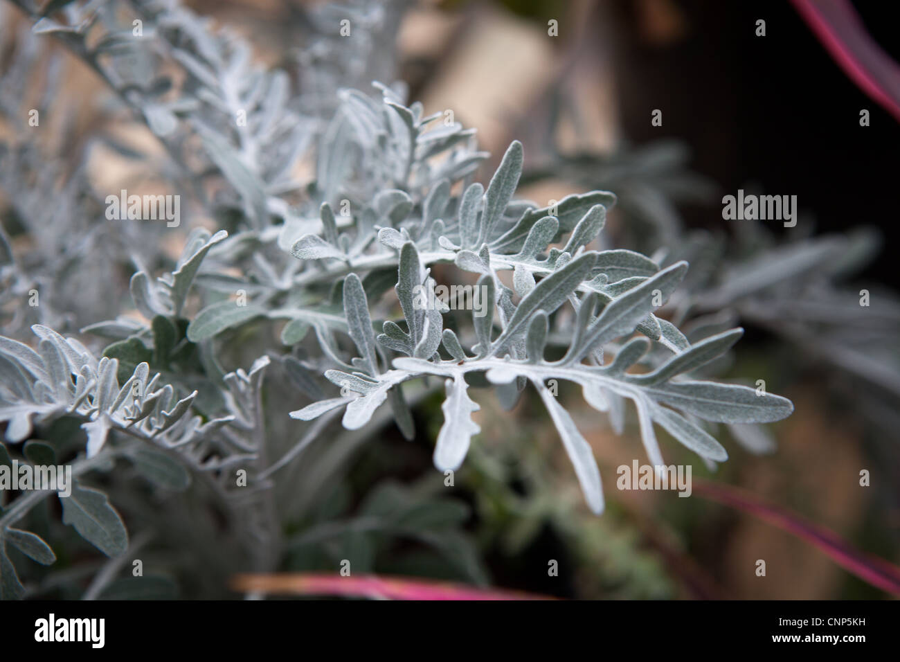 Senecio cineraria Plant detail - Botanical Photographs Stock Photo - Alamy