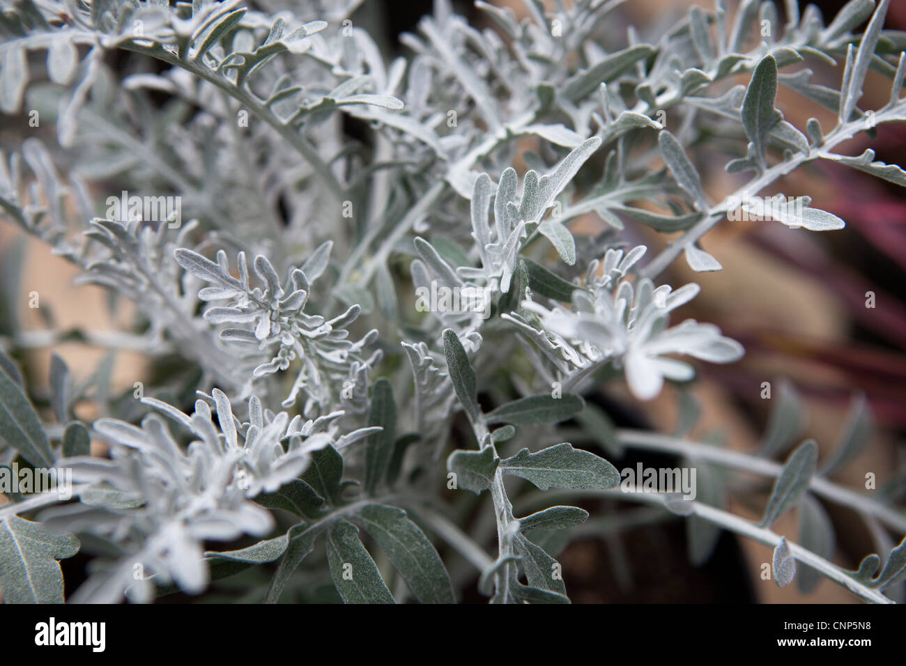 Senecio cineraria Plant detail - Botanical Photographs Stock Photo - Alamy