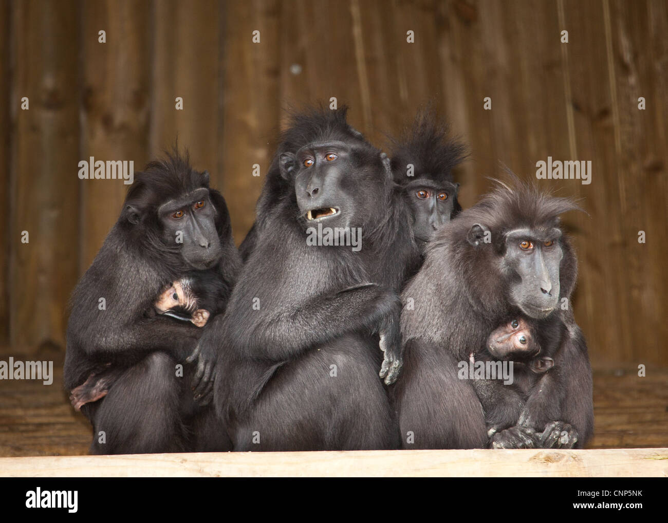 Family of monkey hi-res stock photography and images - Alamy