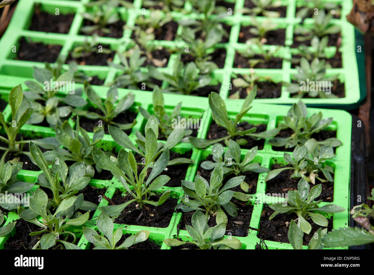 Seedlings growing - Plant detail - Botanical Photographs Stock Photo ...