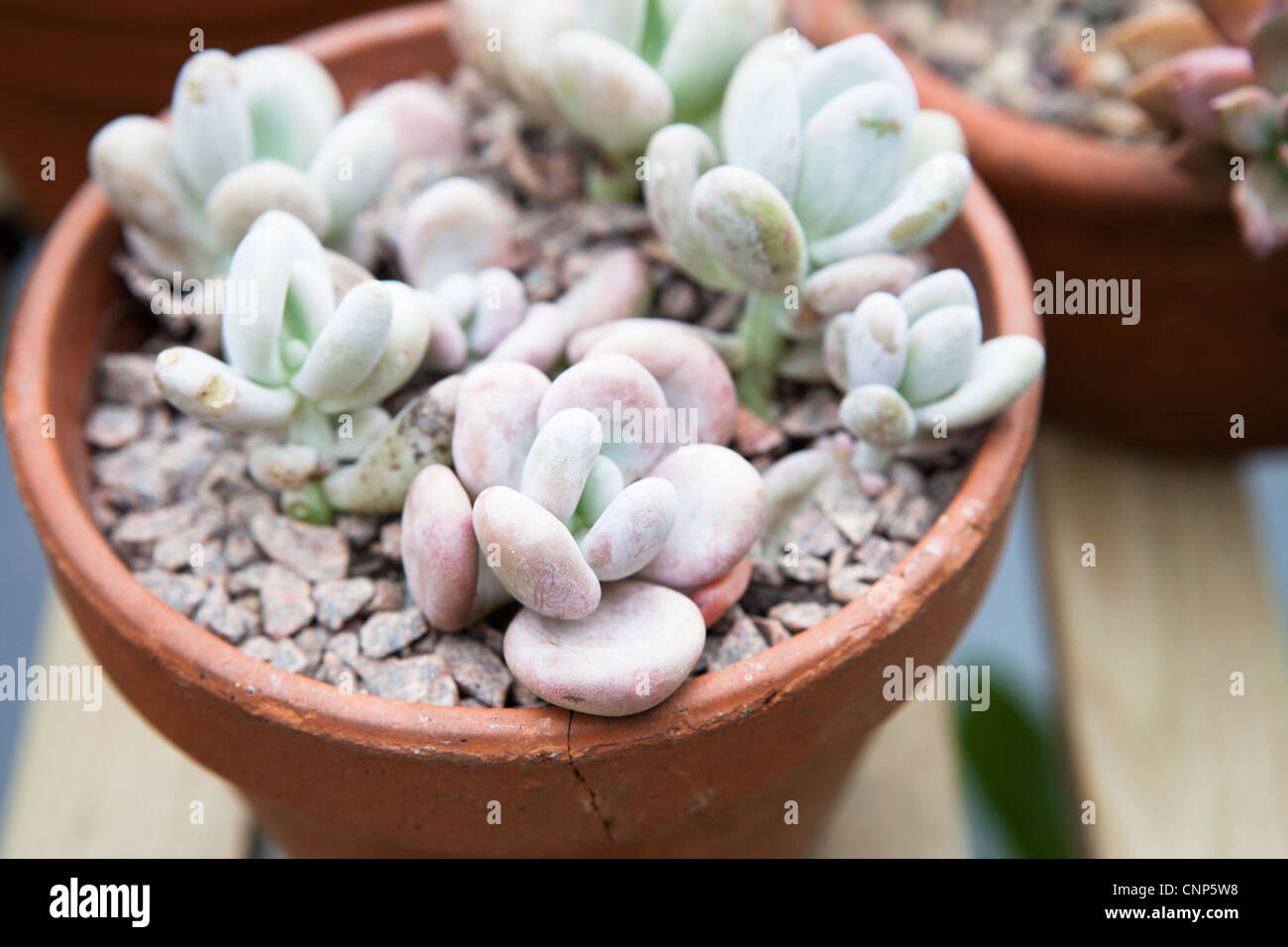 SEDUM Plant detail - Botanical Photographs Stock Photo - Alamy