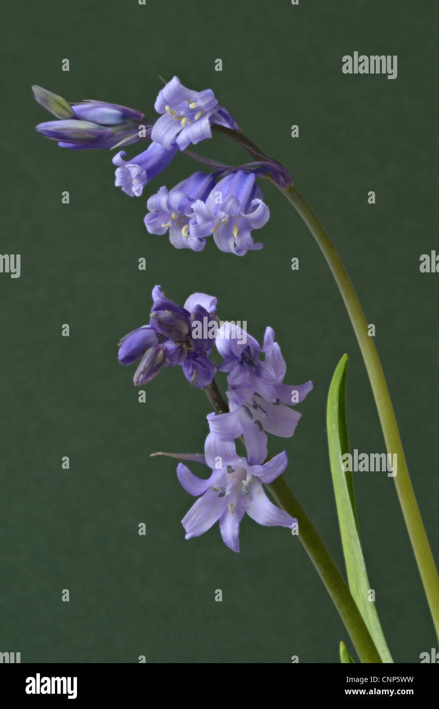 Close-up photograph of Bluebell flowers Stock Photo - Alamy