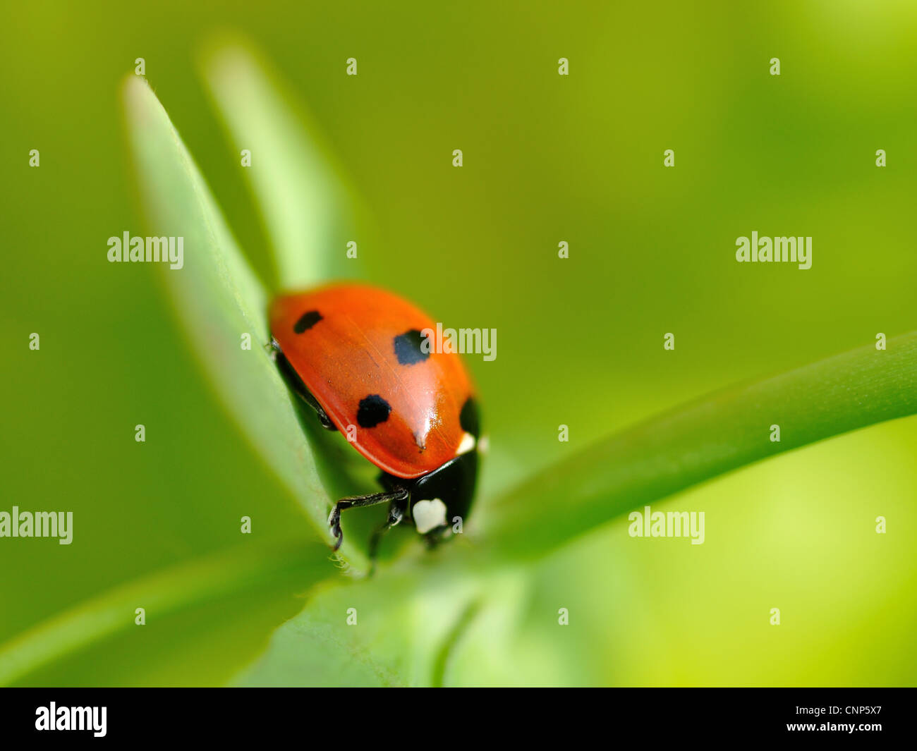 Ladybird on leaf Stock Photo - Alamy