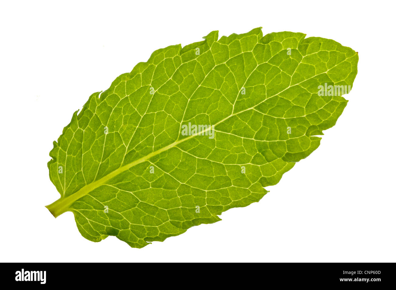 lemon balm isolated over white background Stock Photo - Alamy