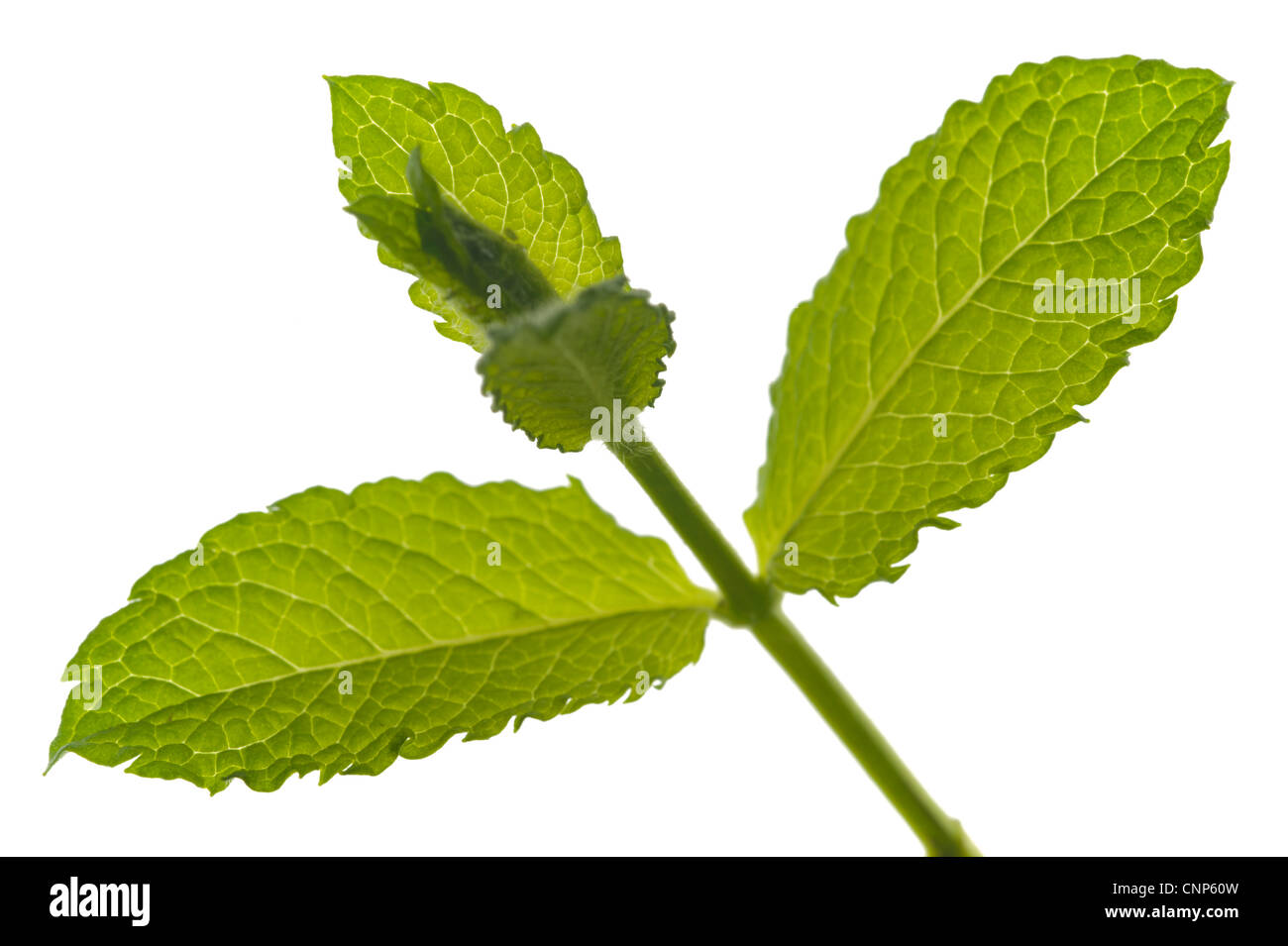 lemon balm isolated over white background Stock Photo - Alamy