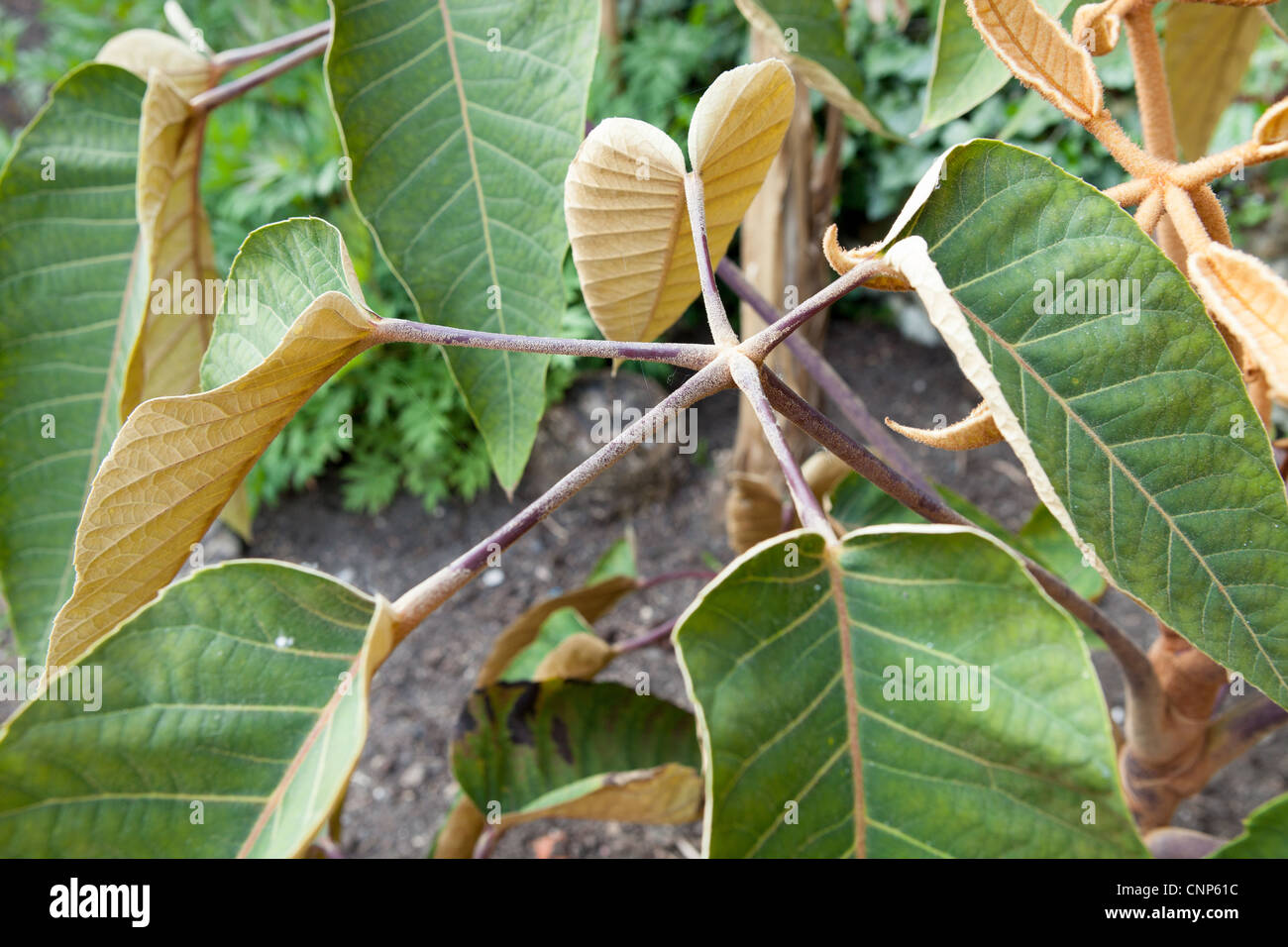 Schefflera macrophylla hi-res stock photography and images - Alamy