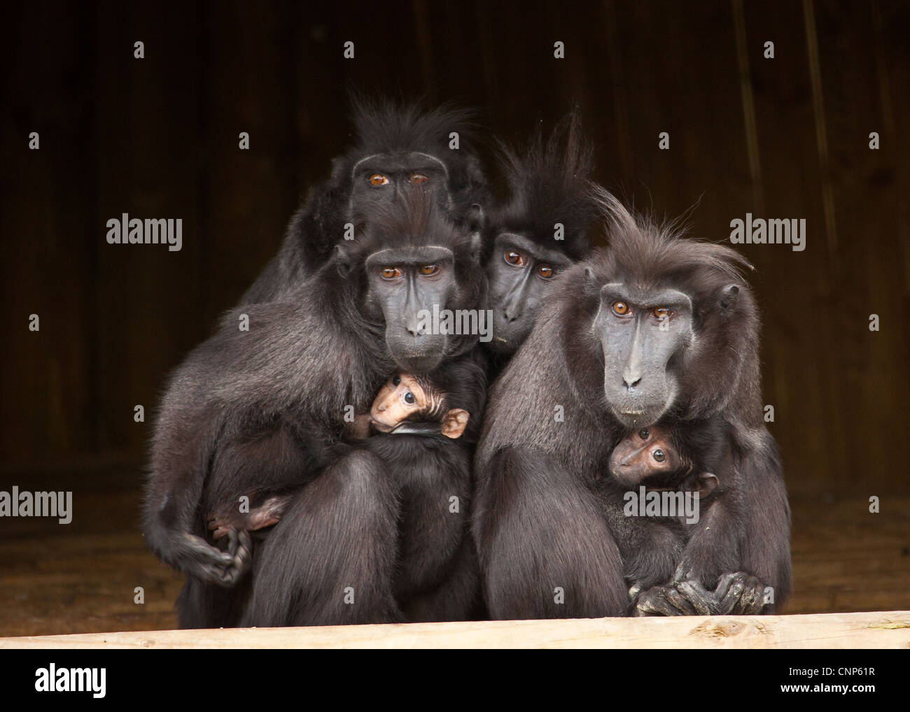 Group animal babies hi-res stock photography and images - Alamy