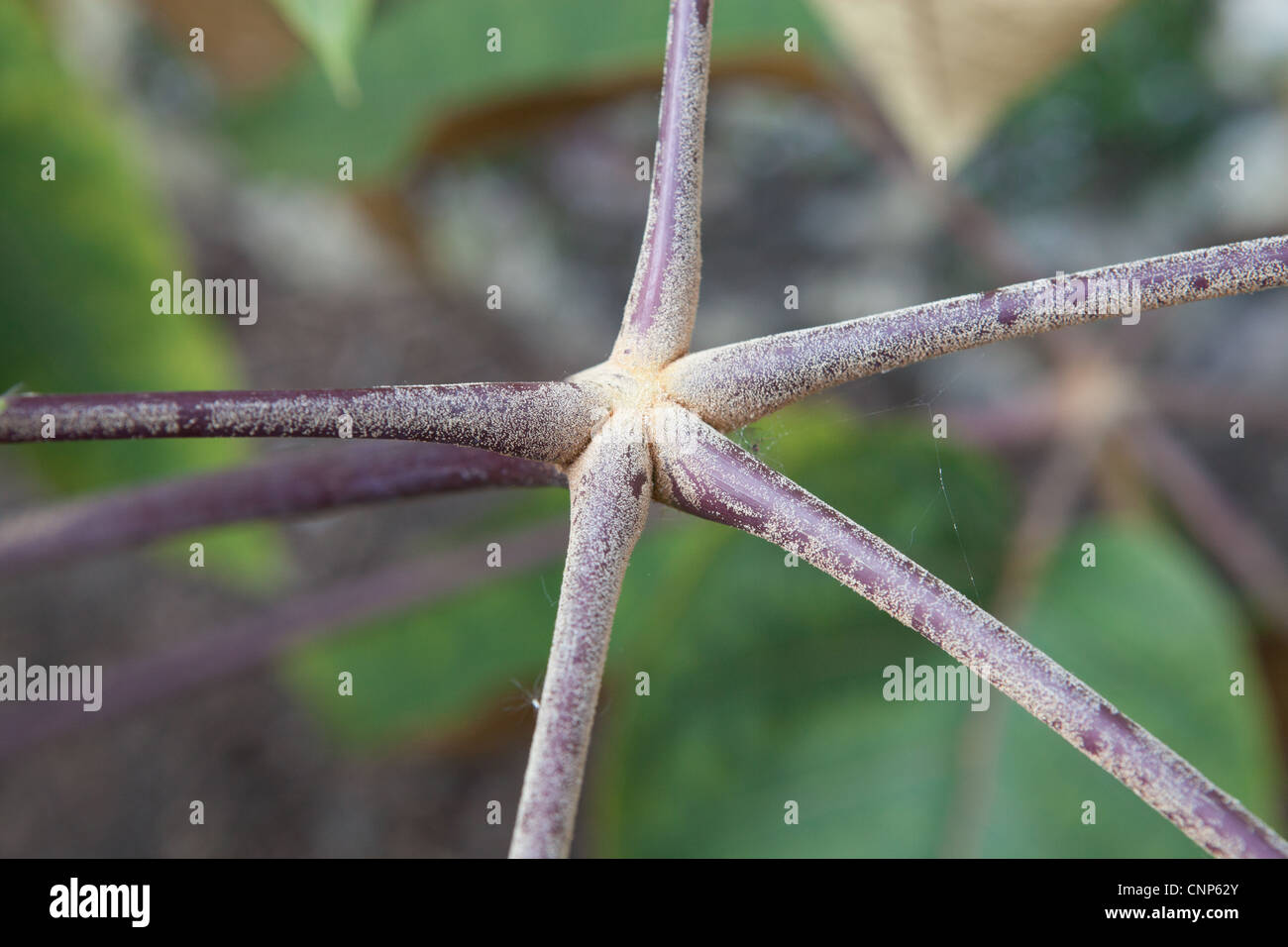 Schefflera macrophylla hi-res stock photography and images - Alamy