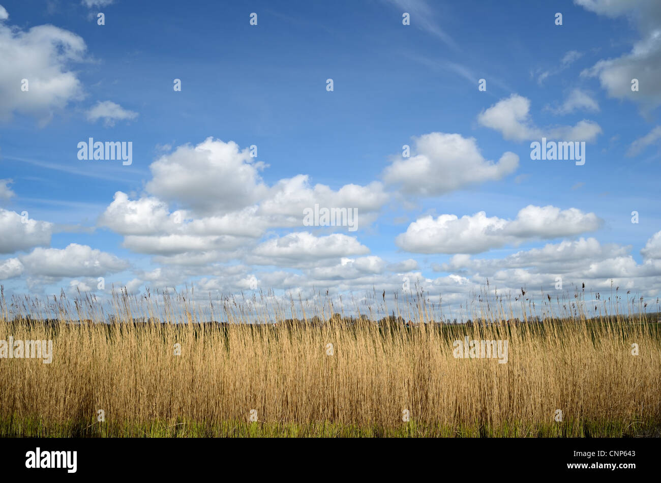 Reed plants under a beautiful sky with white clouds Stock Photo - Alamy