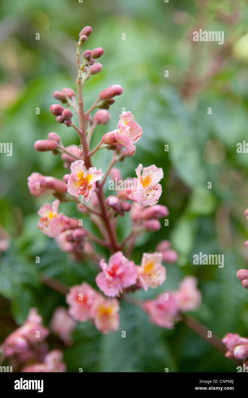 Ruby Red Horse Chestnut detail - Botanical Photographs Stock Photo - Alamy