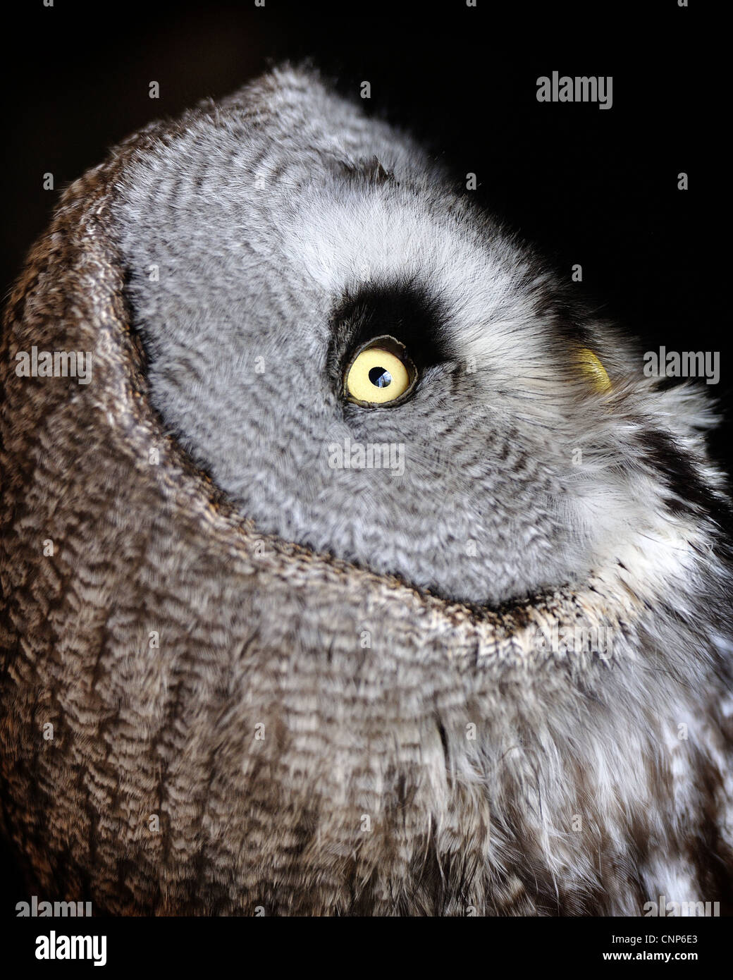 Great Grey Owl portrait Stock Photo - Alamy