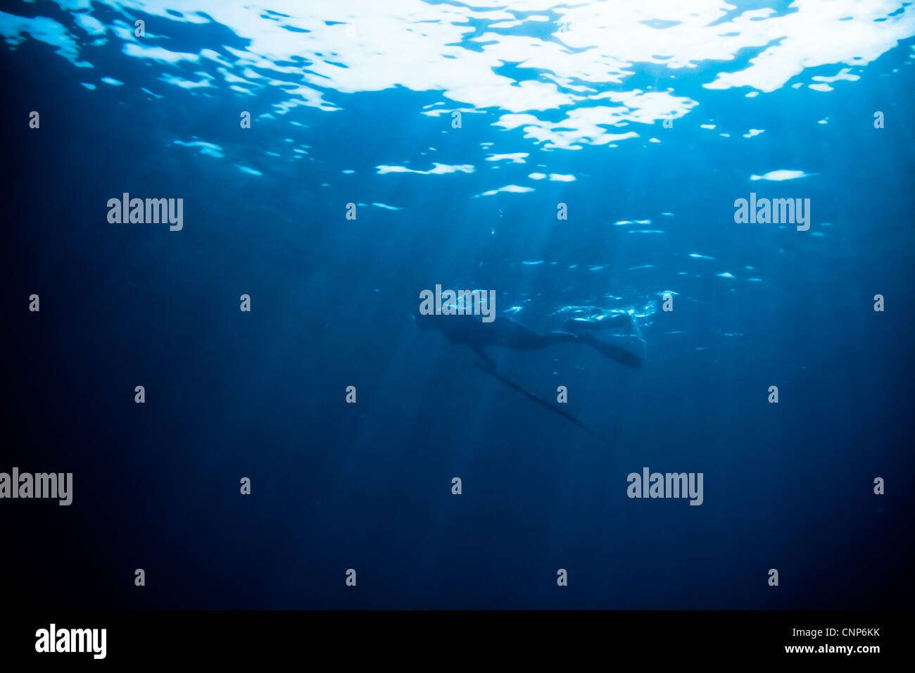 A young woman prepare to dive while spearfishing in deep water Stock ...