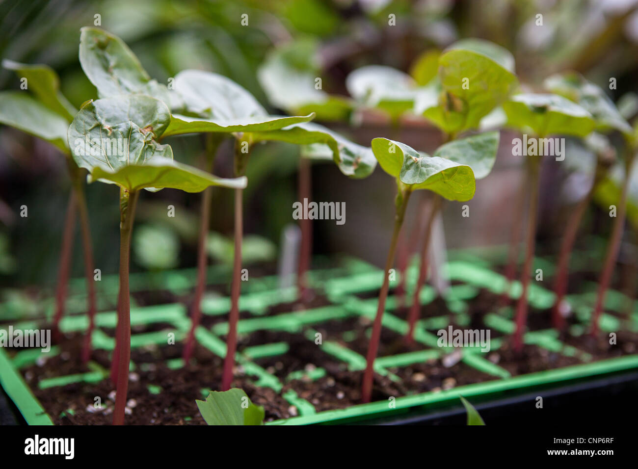 Ricinus plant hi-res stock photography and images - Alamy