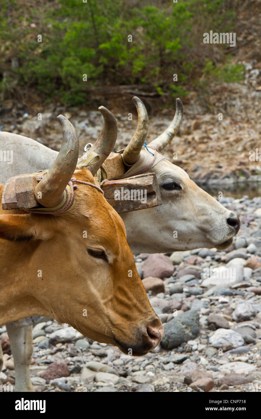 Cows transport hi-res stock photography and images - Alamy