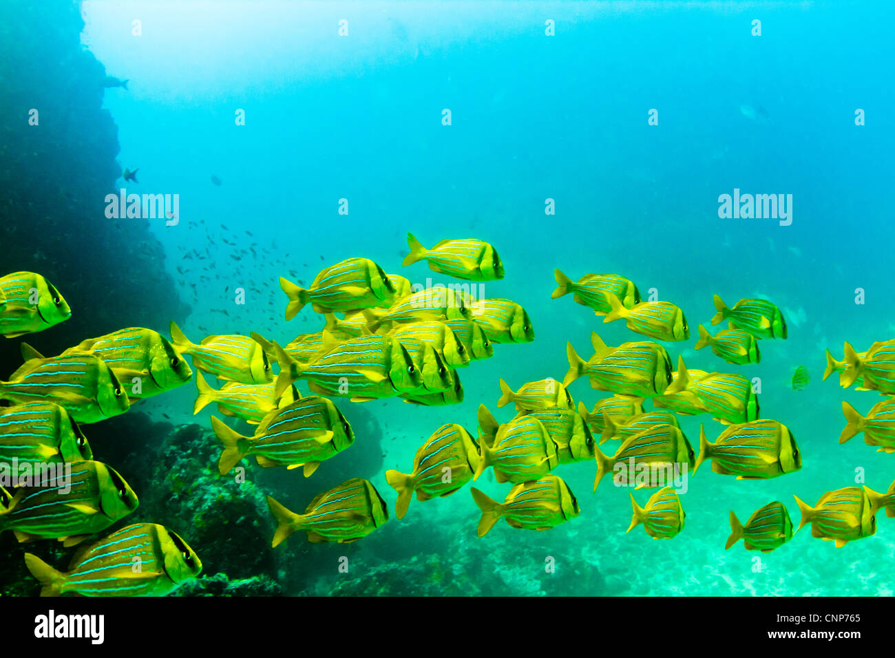 School of yellow of fish hi-res stock photography and images - Alamy