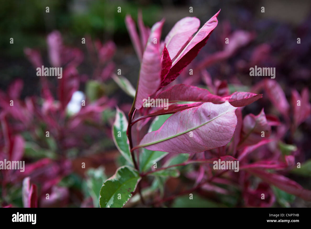 Photinia x Fraseri 'Pink Marble' Plant detail - Botanical Photographs ...