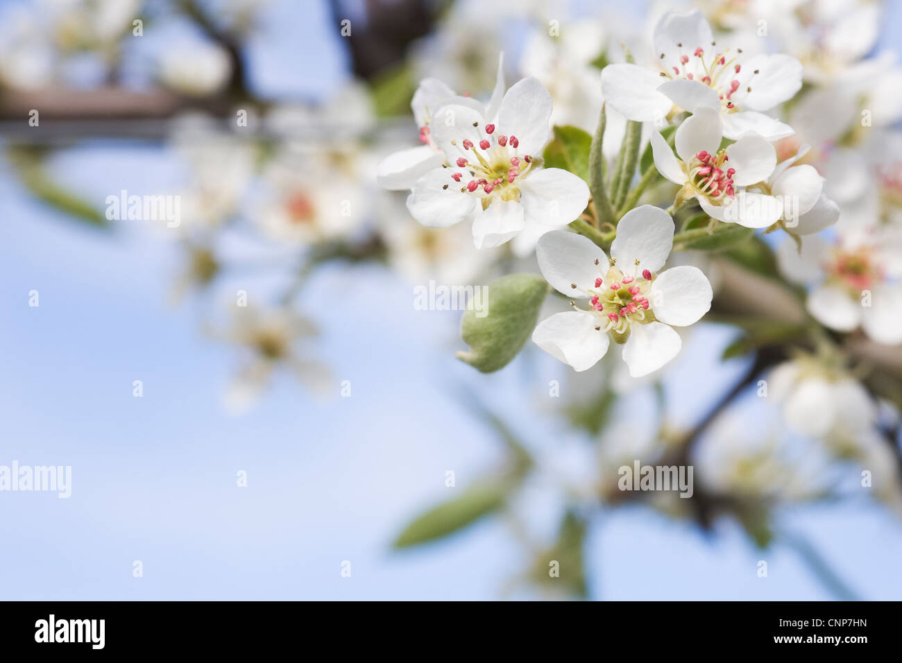 Pyrus communis 'Black Worcester'. Pear blossom 'Black Worcester'against ...