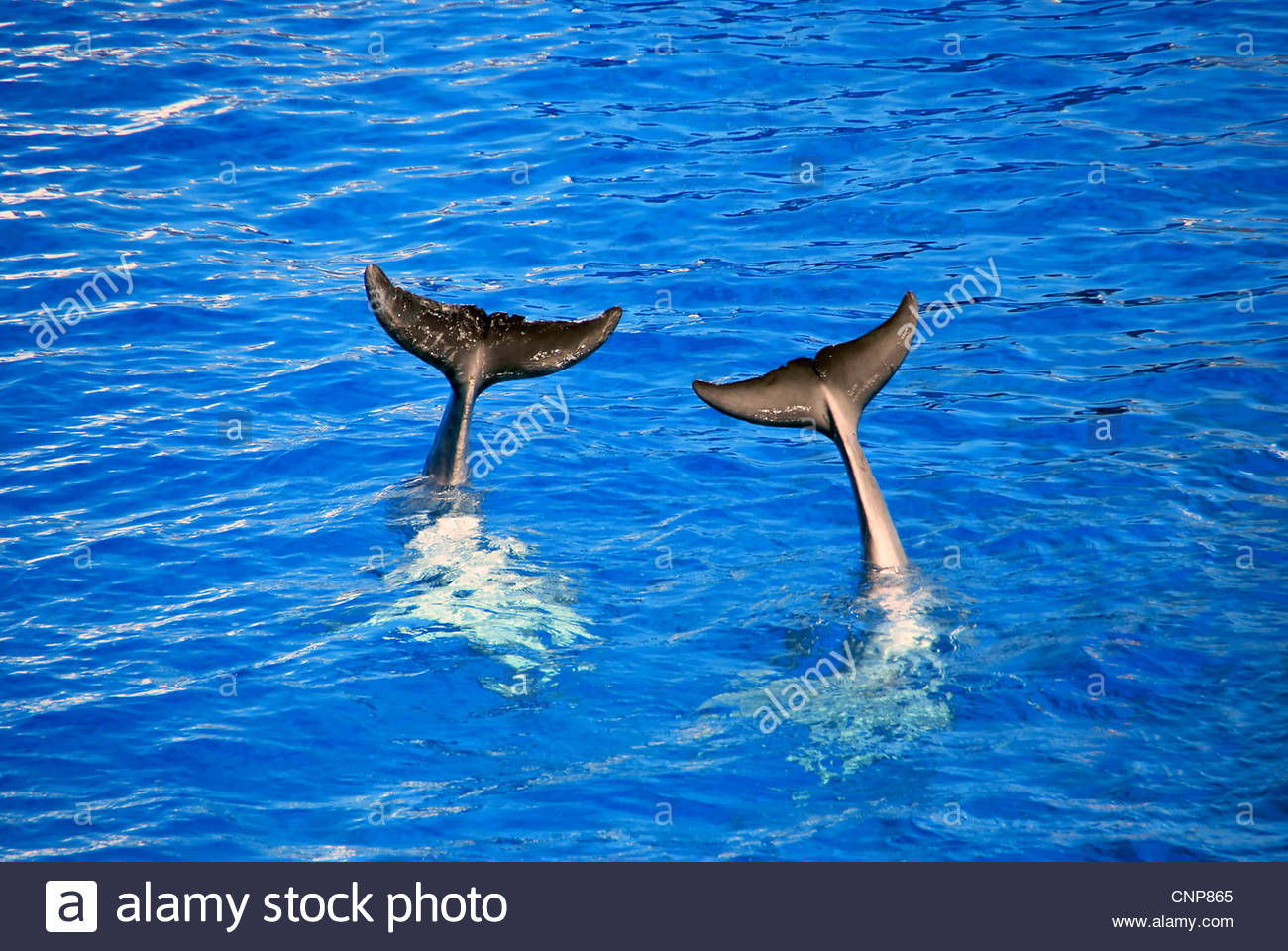 Dolphin Tail Stock Photos & Dolphin Tail Stock Images - Alamy