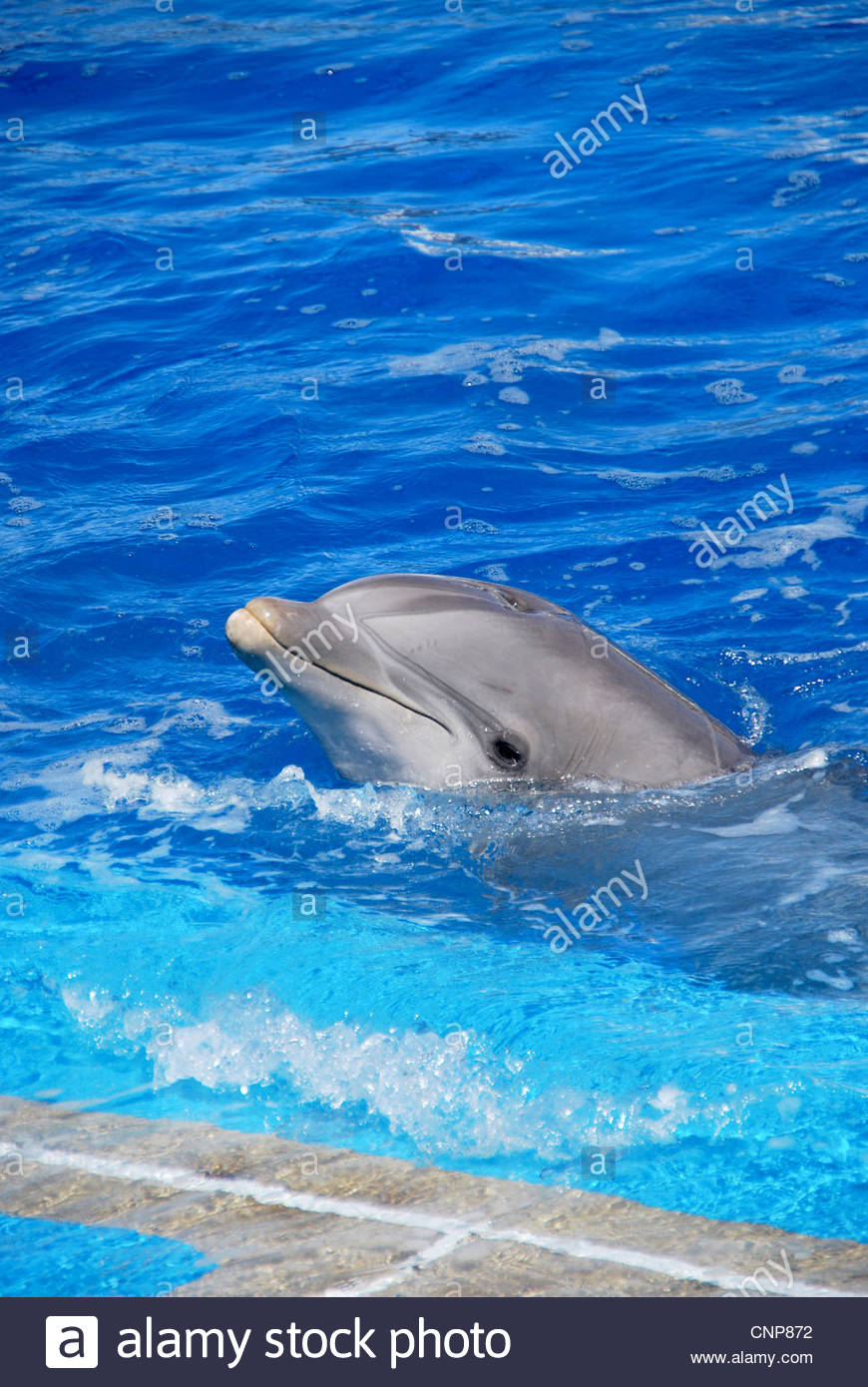Dolphin Head High Resolution Stock Photography and Images - Alamy
