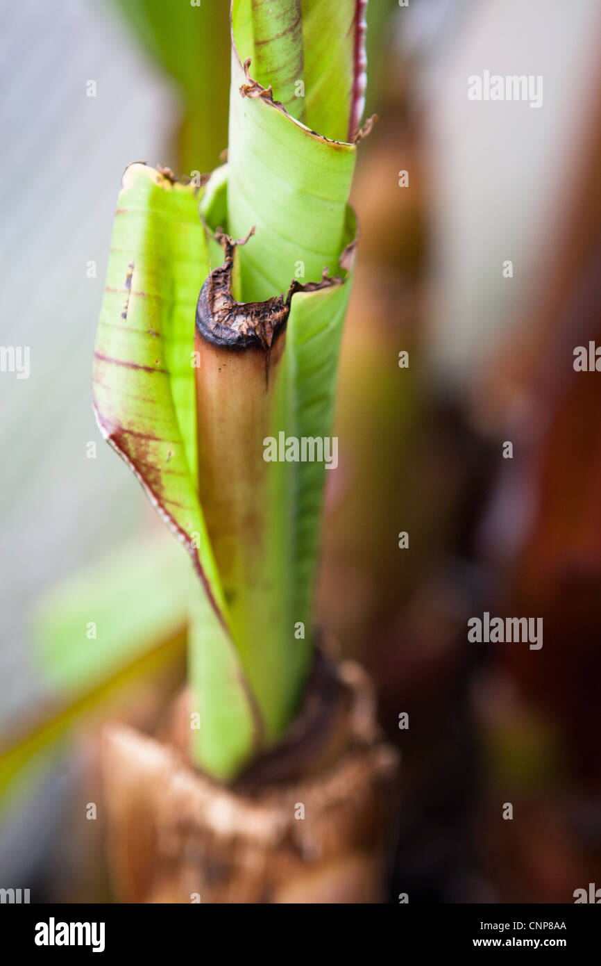 Overwintering Ensete maurelli - plant Plant detail - Botanical ...