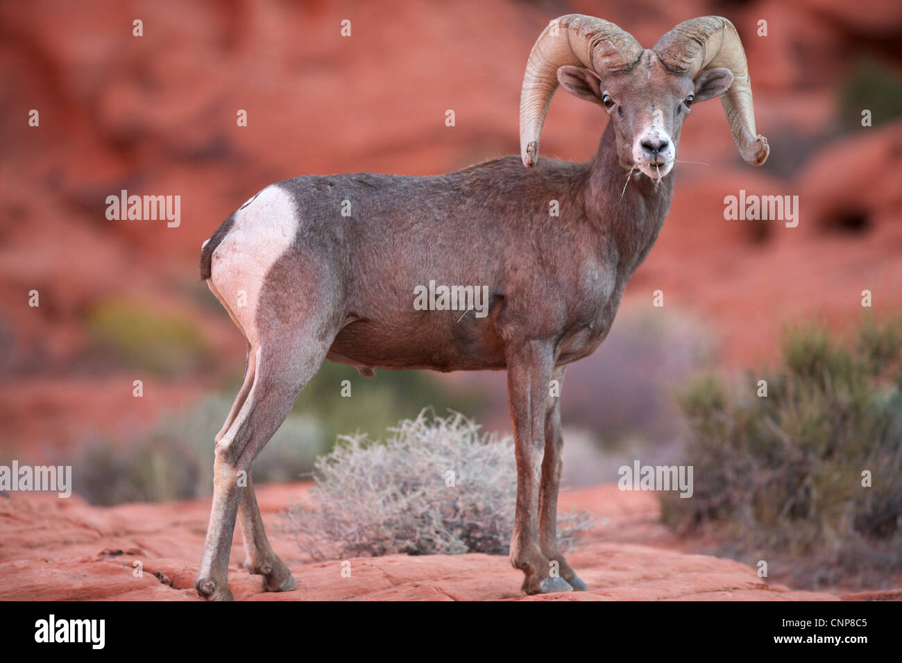 Valley of the ram hi-res stock photography and images - Alamy