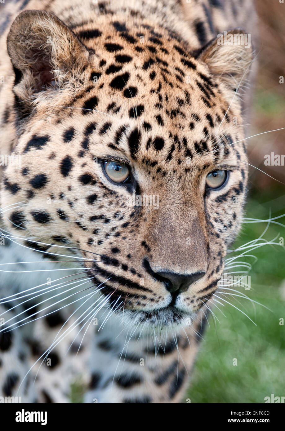 Male Amur leopard (close-up Stock Photo - Alamy