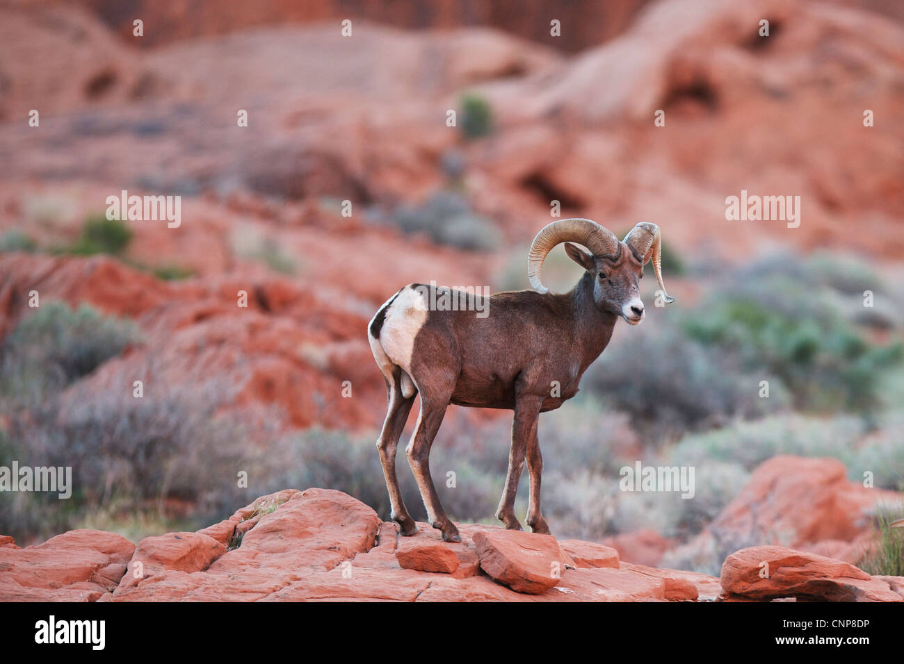 Big Horn Sheep Ram standing on rocks in the desert with sage brush in ...