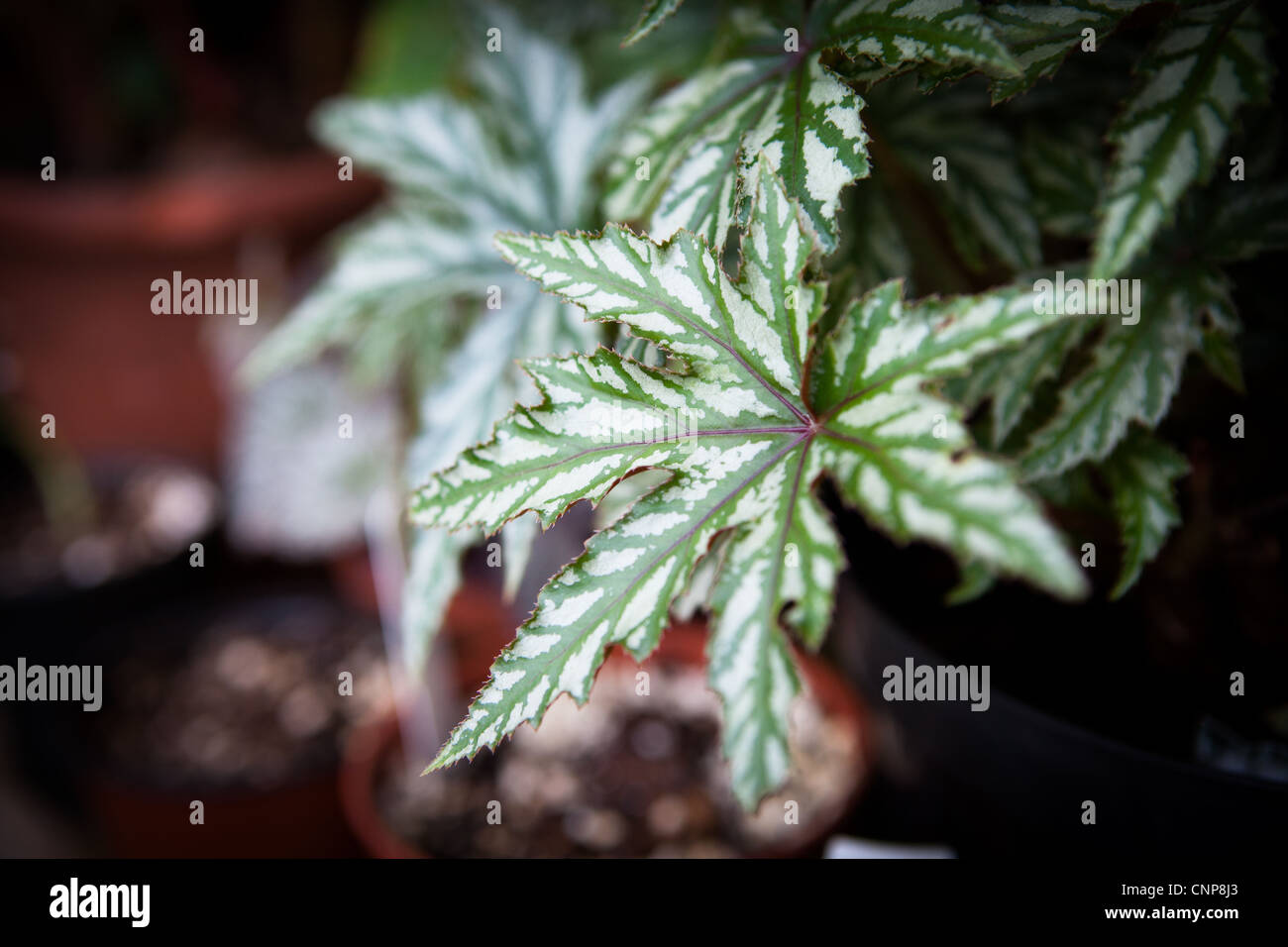 Begonia Variegated Plant detail - Botanical Photographs Stock Photo - Alamy