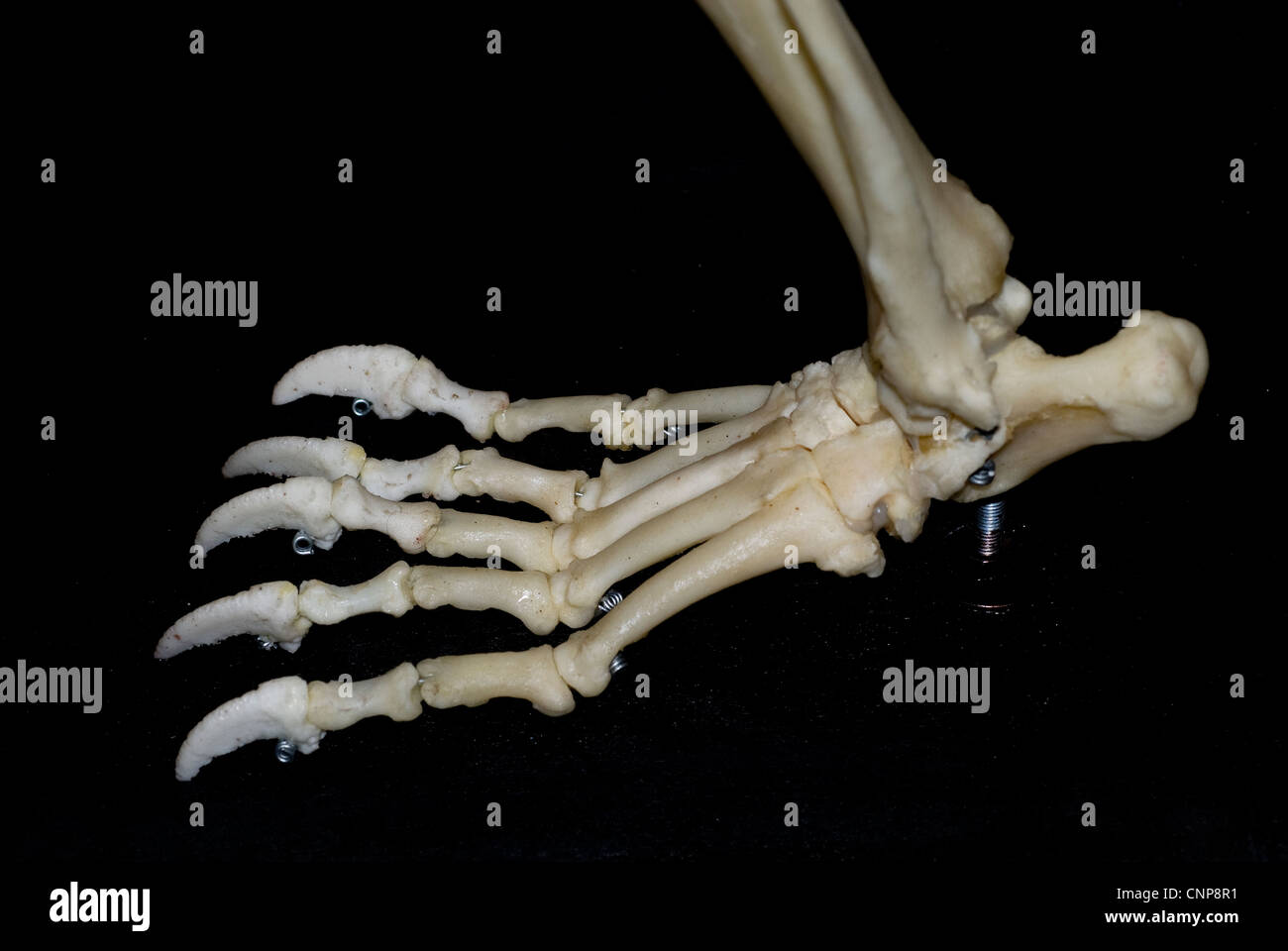 Skeleton of Marsican Brown Bear (Ursus arctos marsicanus) hand in ...