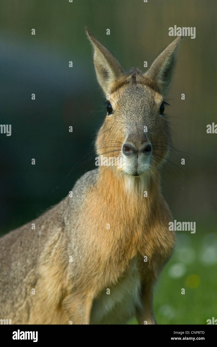 Caviidae mammal mammals roberto nistri animals hi-res stock photography ...