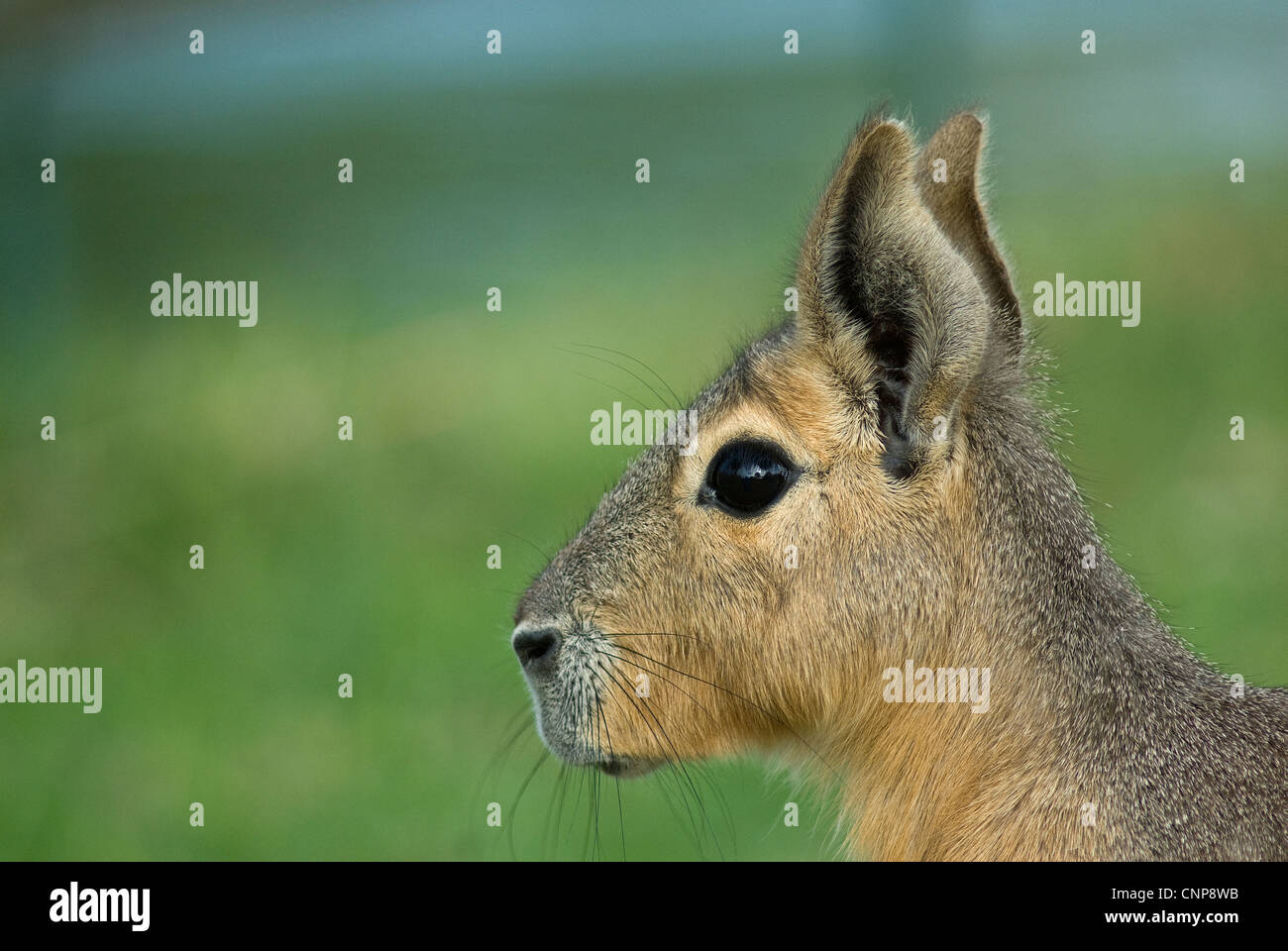 Patagonian Mara, Dolichotis patagonum, in captivity. Mammalia, Rodentia ...