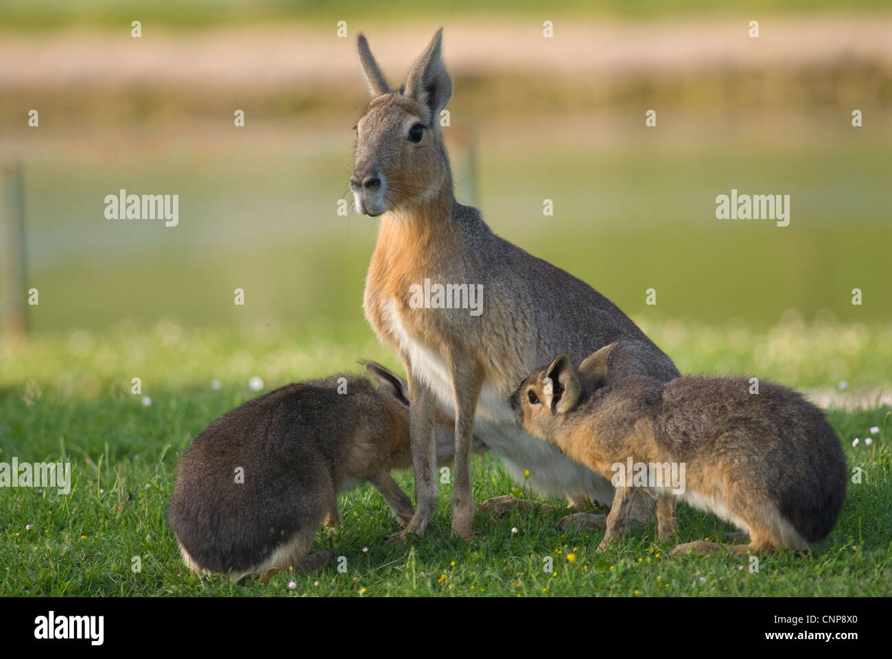 Patagonian Mara, Dolichotis patagonum, in captivity. Mammalia, Rodentia ...